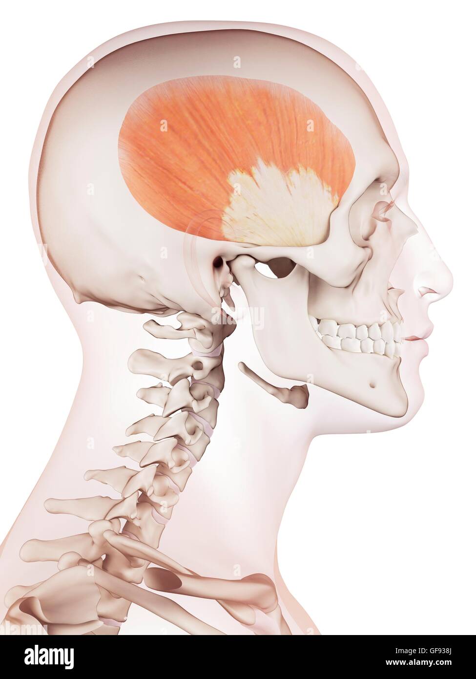Human head muscles hi-res stock photography and images - Alamy