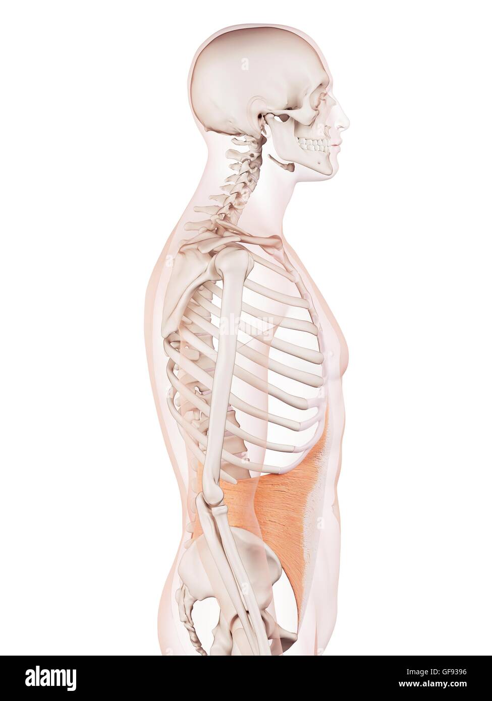 Human abdominal muscles, illustration Stock Photo - Alamy