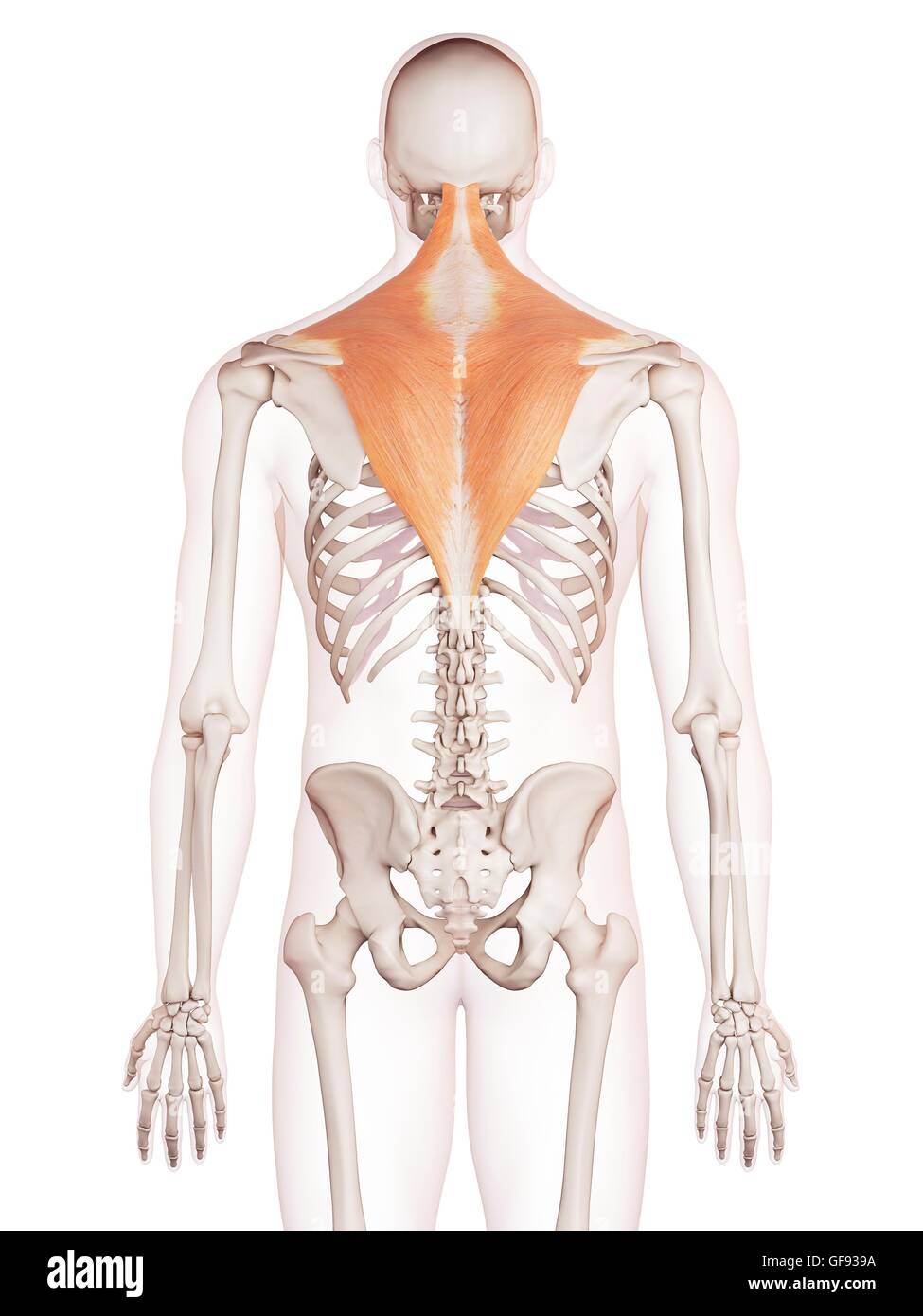 Human back muscles, illustration Stock Photo - Alamy