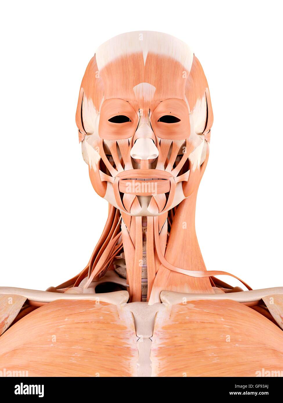 Muscles of the face and neck hi-res stock photography and images - Alamy