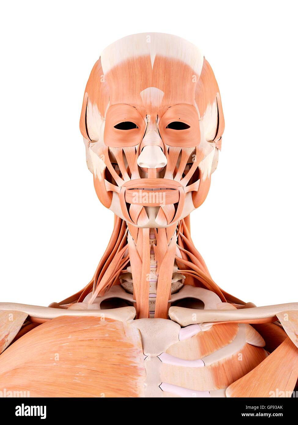 3d muscles face hi-res stock photography and images - Alamy