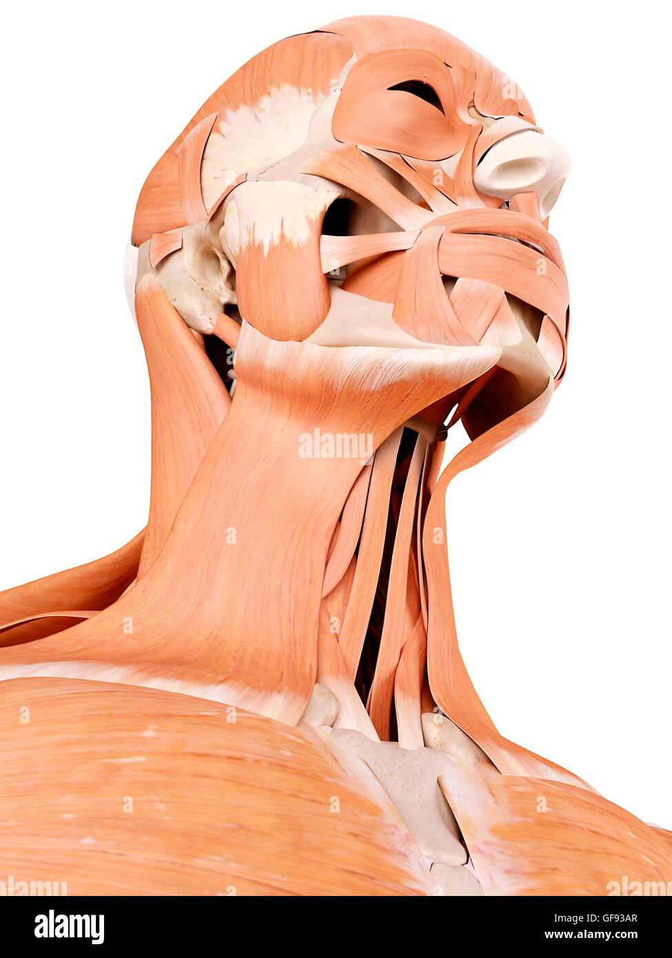 Neck face anatomy hi-res stock photography and images - Alamy