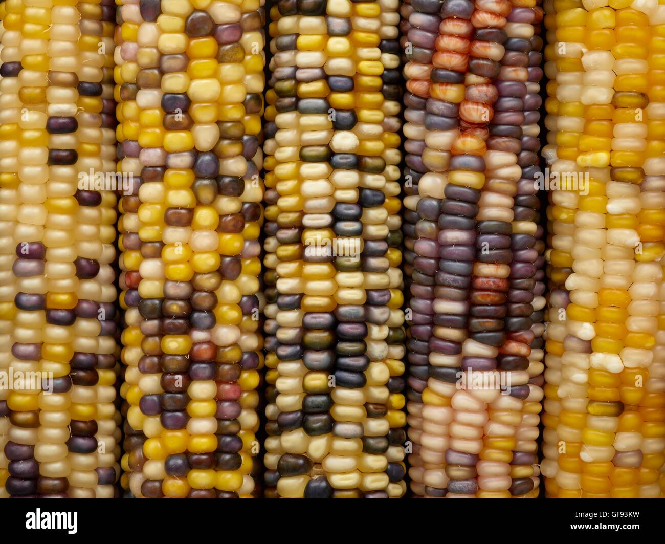 Flint corn, (Zea mays indurata), full frame Stock Photo - Alamy