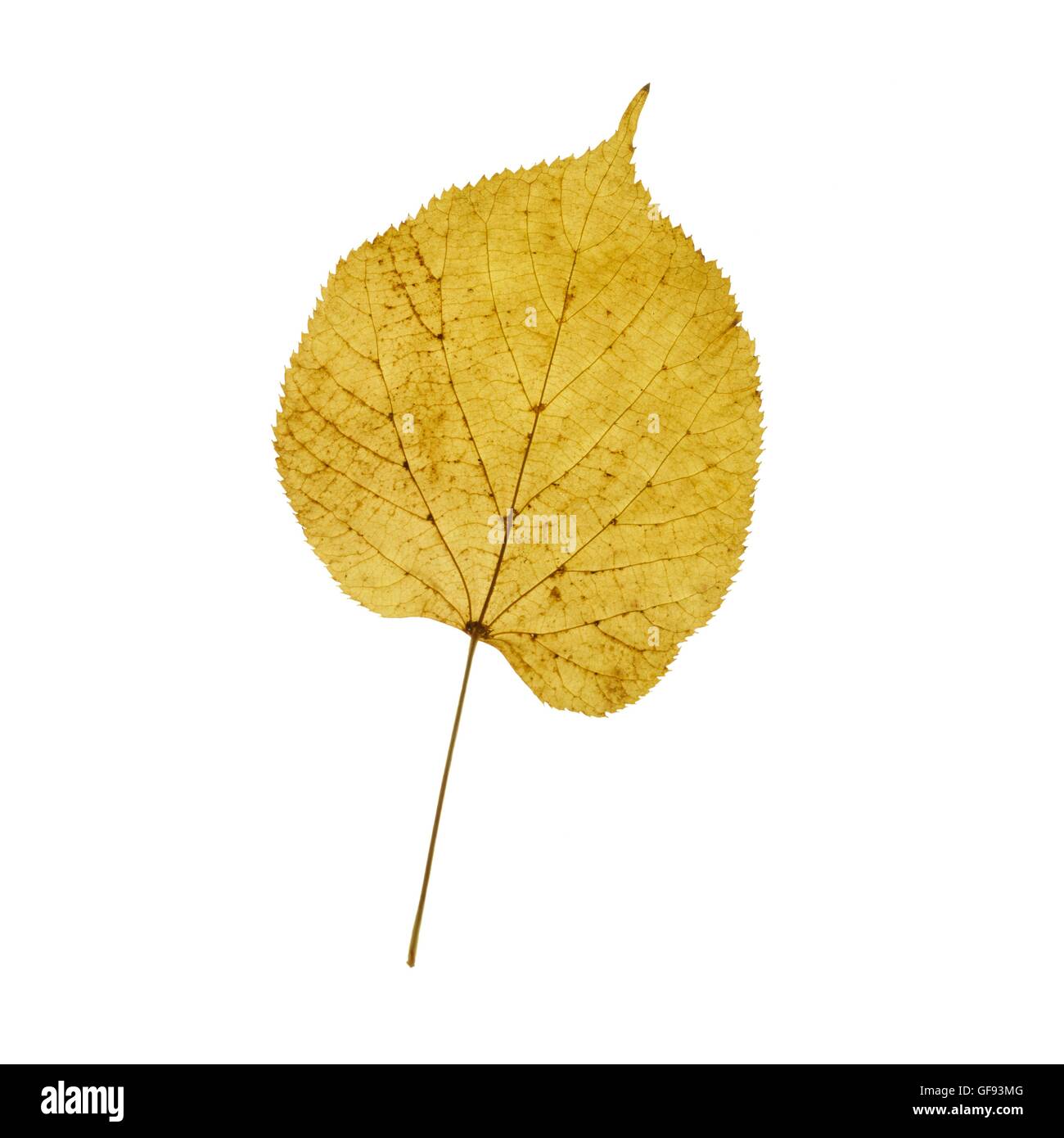 Linden Tree Leaf Tattoo