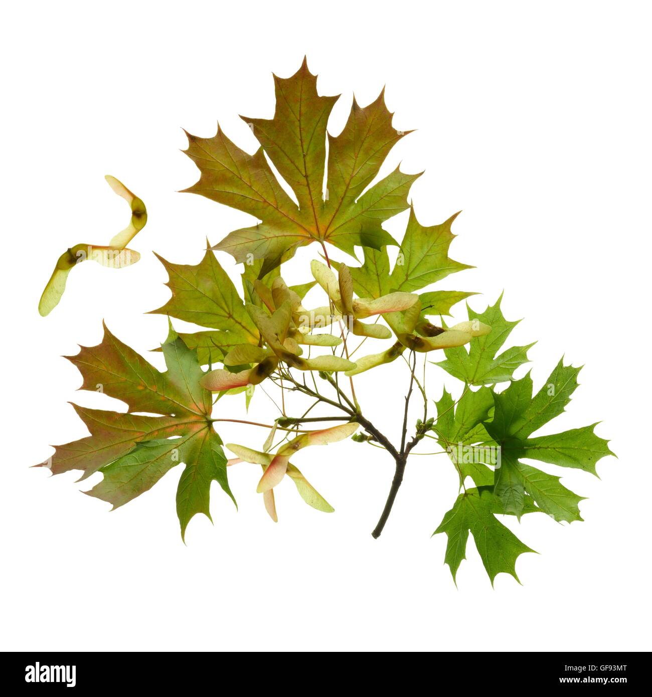 Sycamore leaf leaves hi-res stock photography and images - Alamy