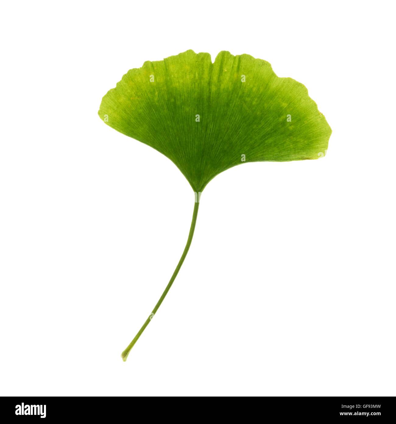 Gingko tree leaves Cut Out Stock Images & Pictures - Alamy