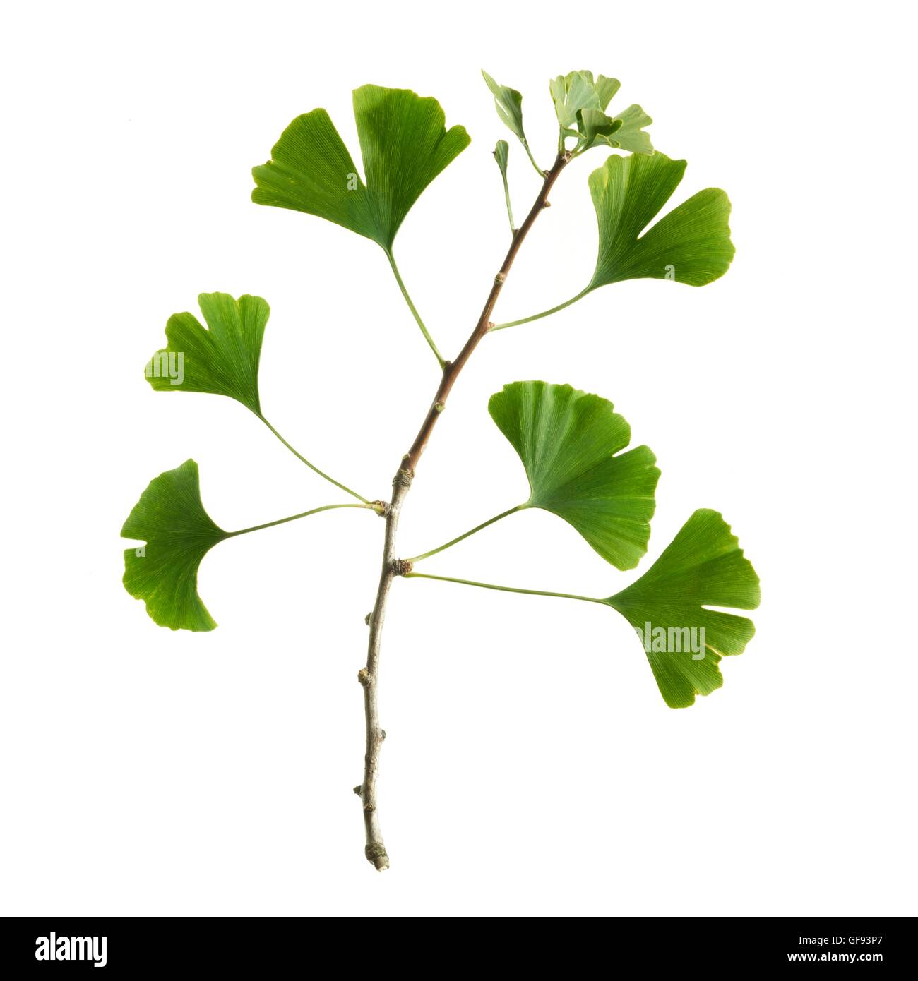 Gingko leaves hi-res stock photography and images - Alamy