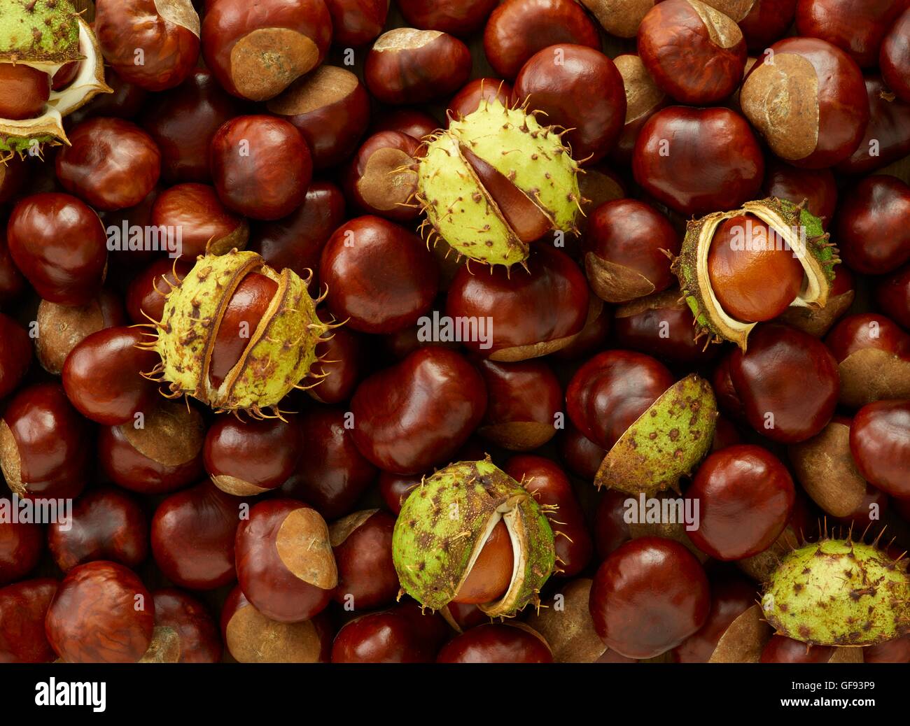 Conkers shell hi-res stock photography and images - Alamy