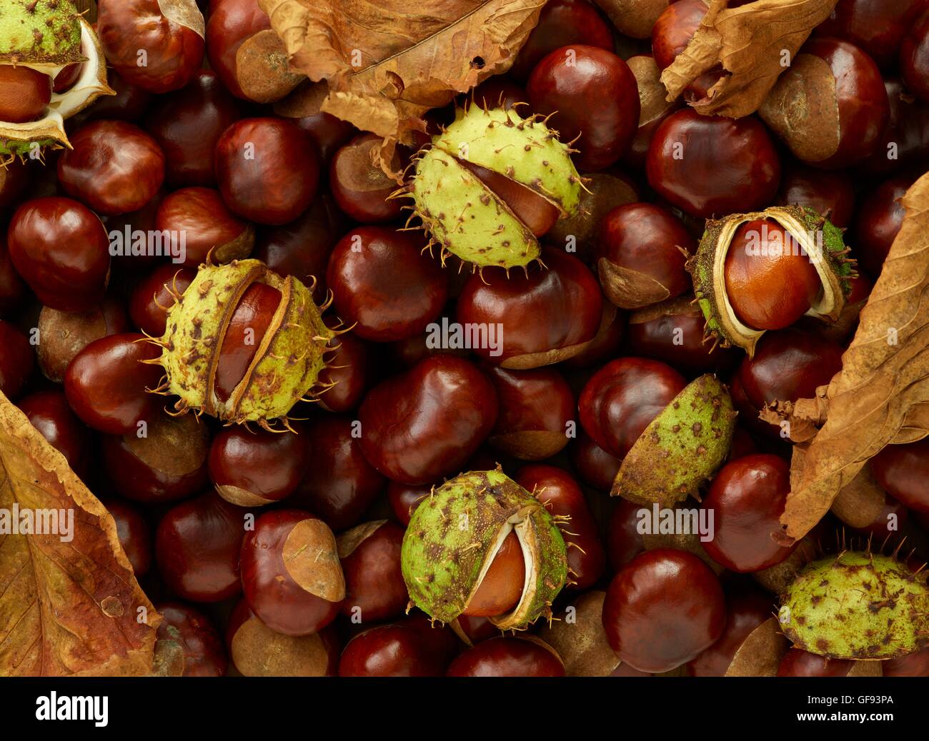Conkers, full frame Stock Photo - Alamy