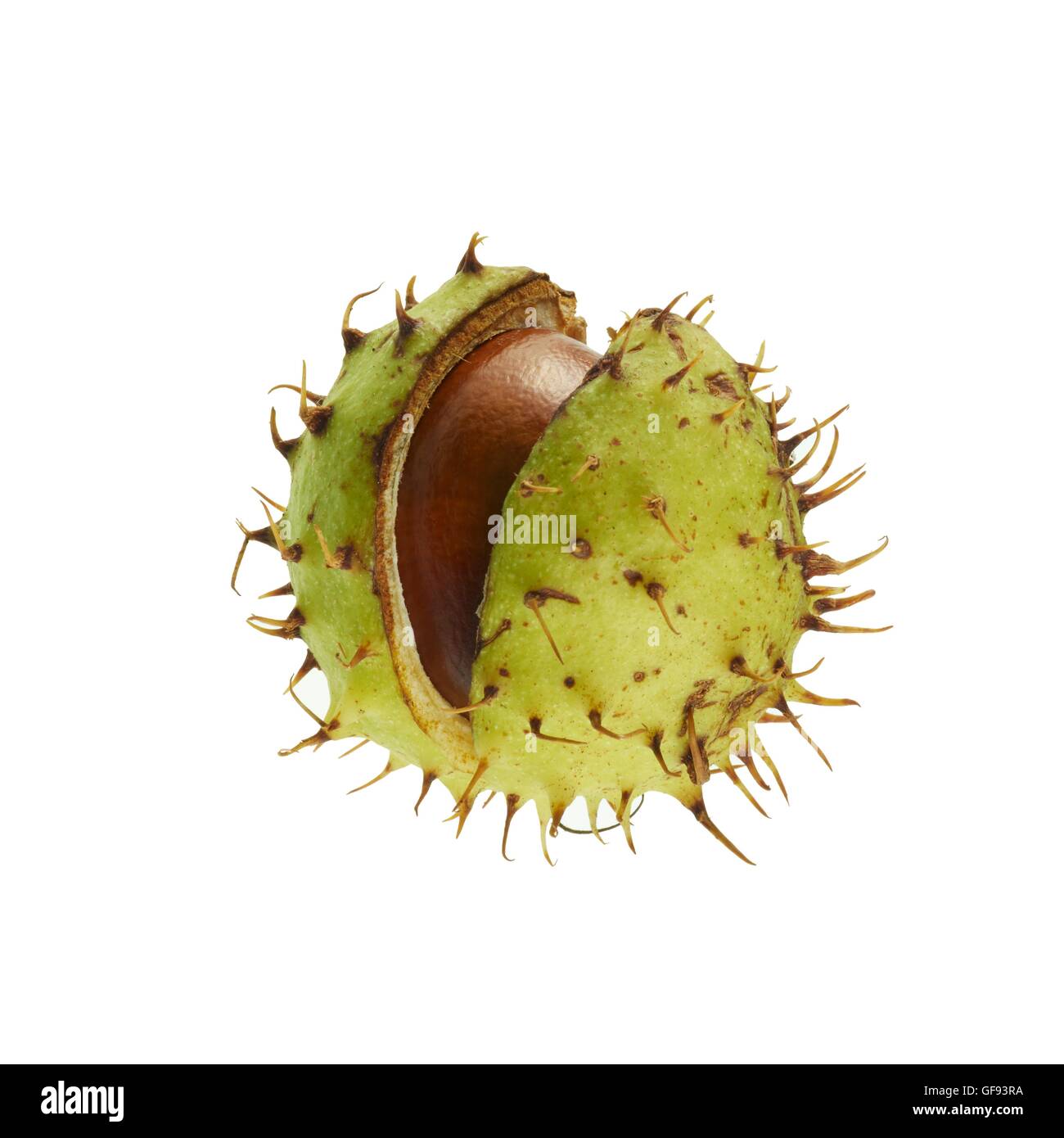 Conker hi-res stock photography and images - Alamy