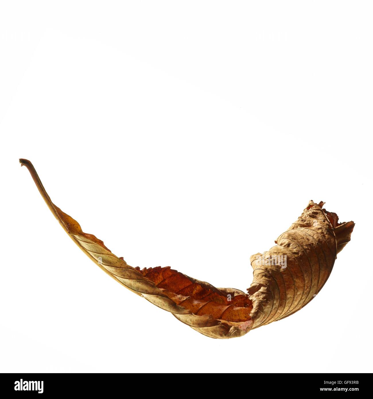 One dead leaf hi-res stock photography and images - Alamy