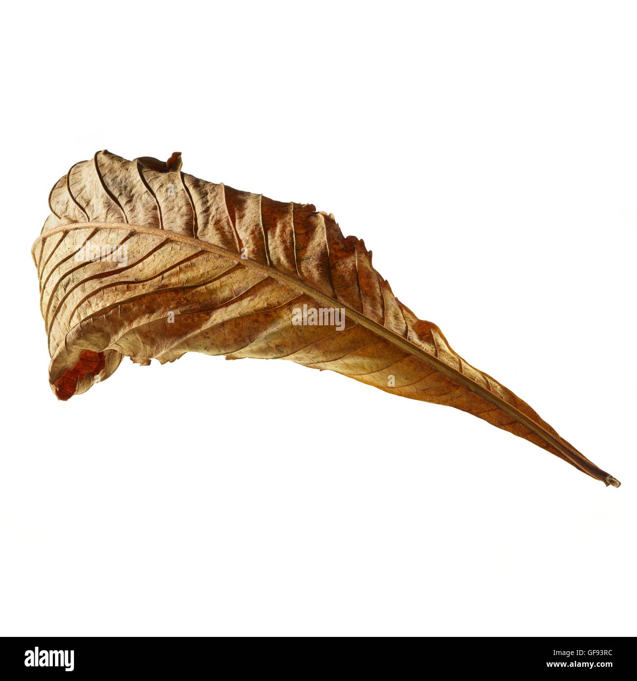 One autumn leaf hi-res stock photography and images - Alamy