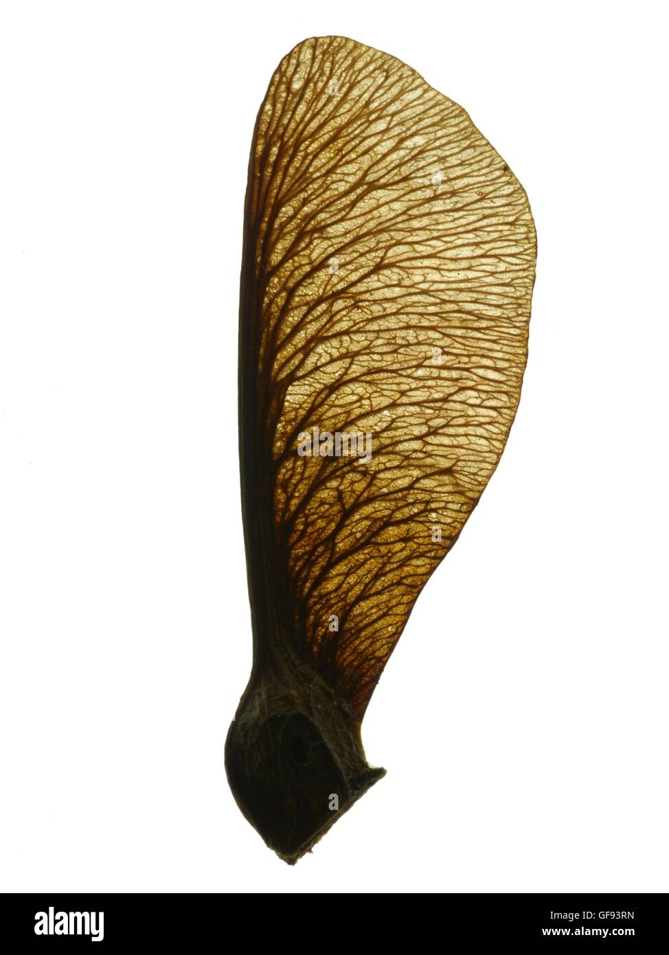 Sycamore seeds hi-res stock photography and images - Alamy