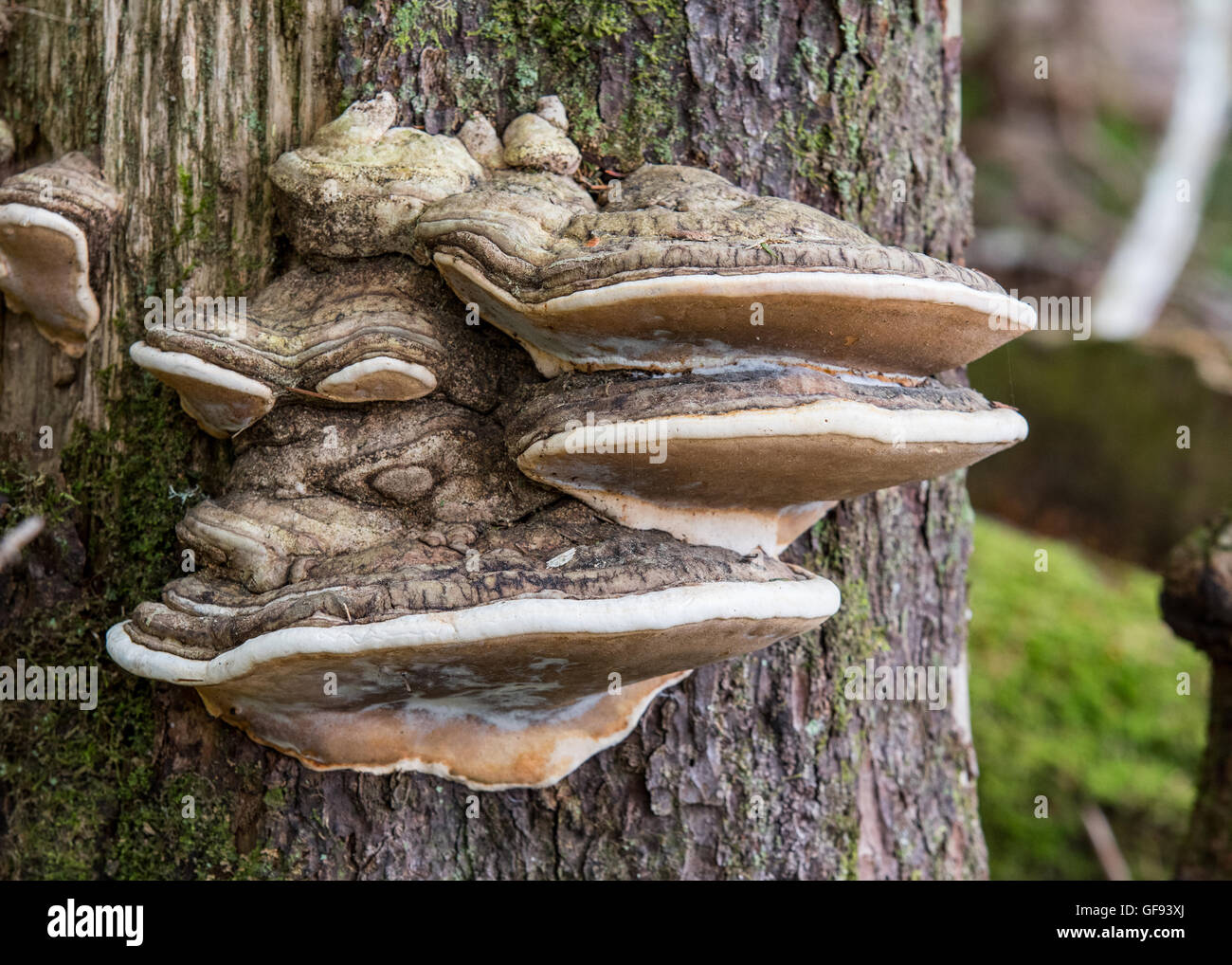 Large Fungus Grows Off Side of Tree Trunk in eastern forest Stock Photo ...