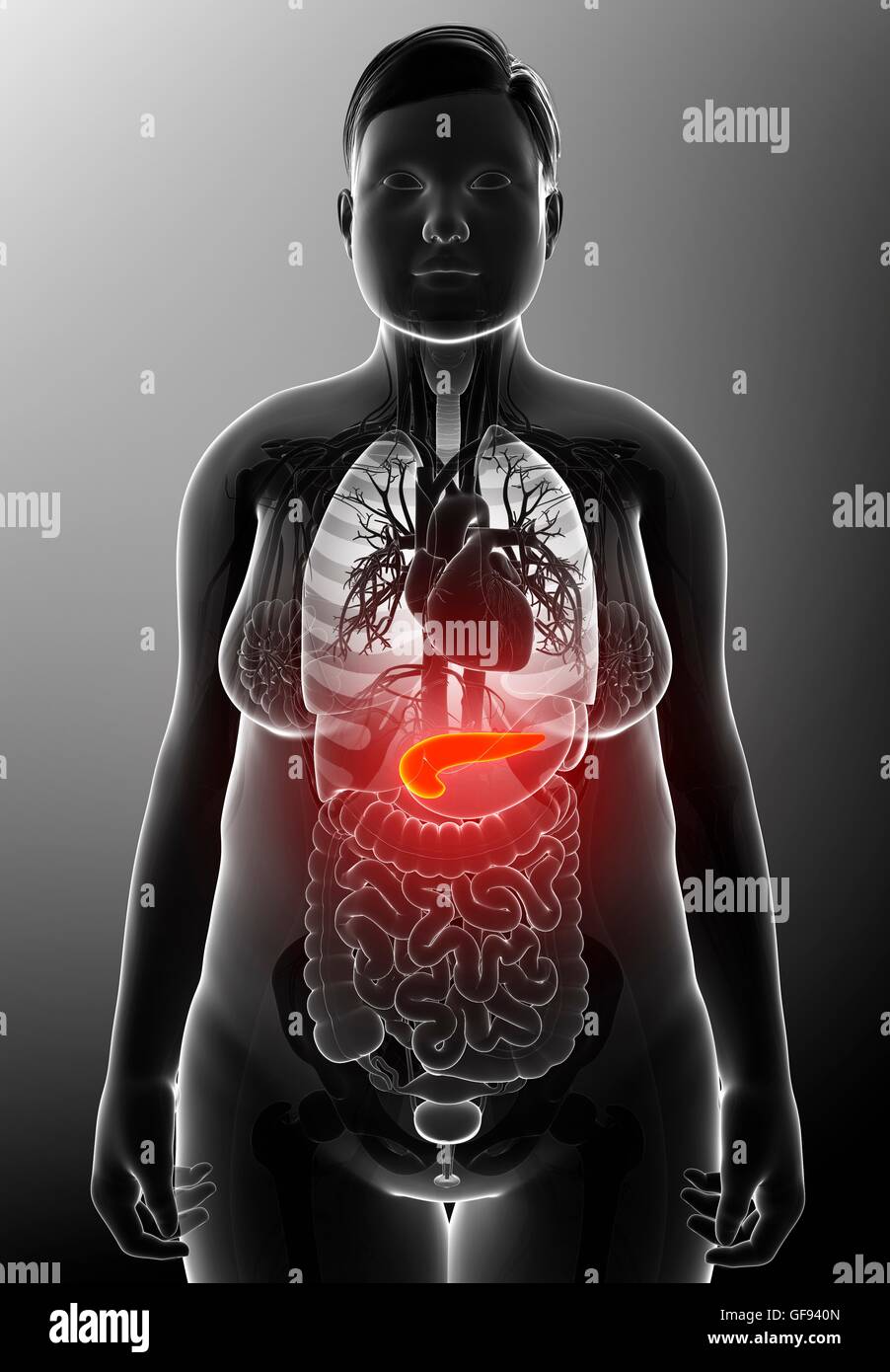 Illustration of female pancreas Stock Photo - Alamy