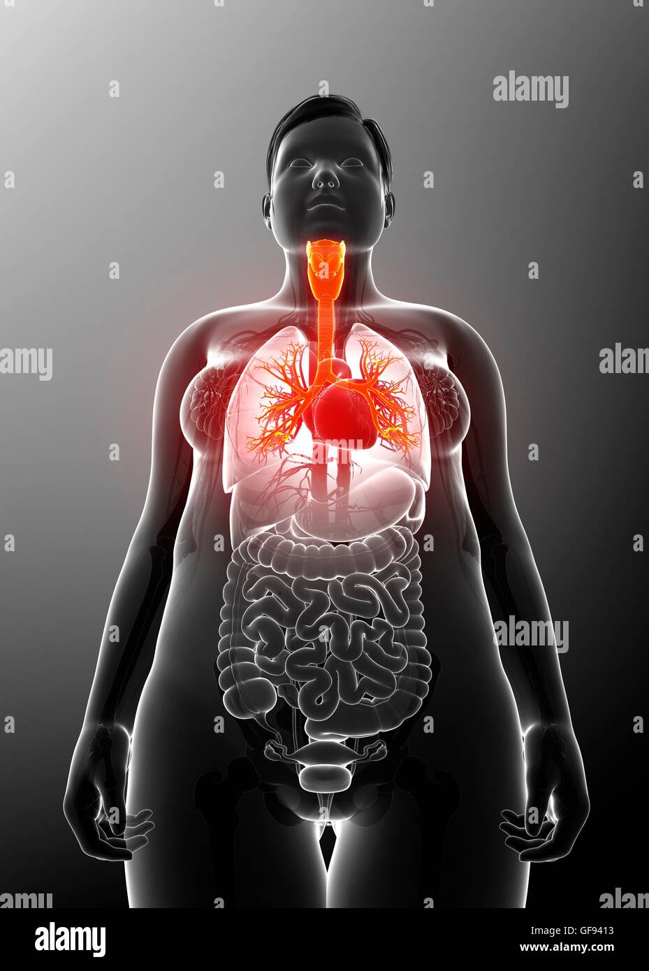 Illustration of female bronchi, trachea and heart Stock Photo - Alamy