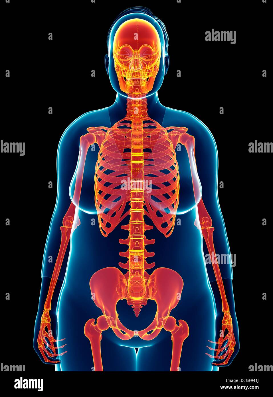 Illustration of female skeletal system Stock Photo - Alamy