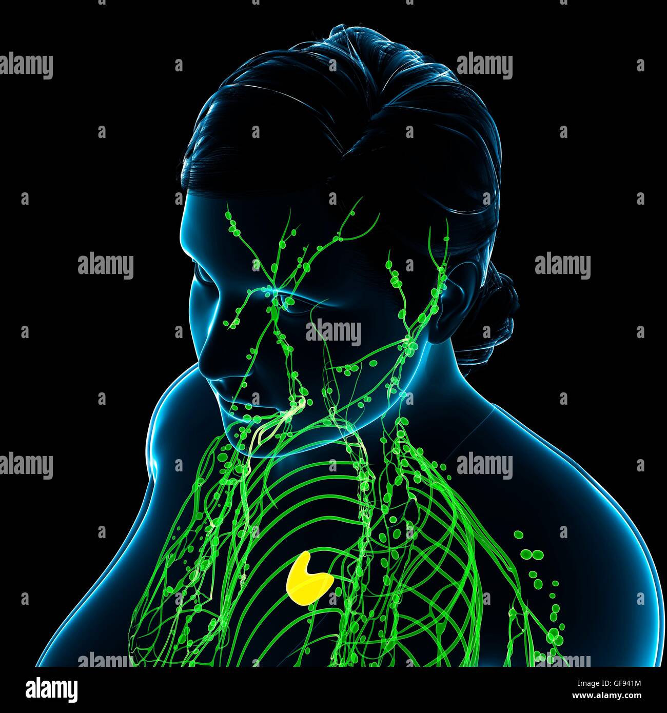 Illustration of female lymphatic system Stock Photo - Alamy