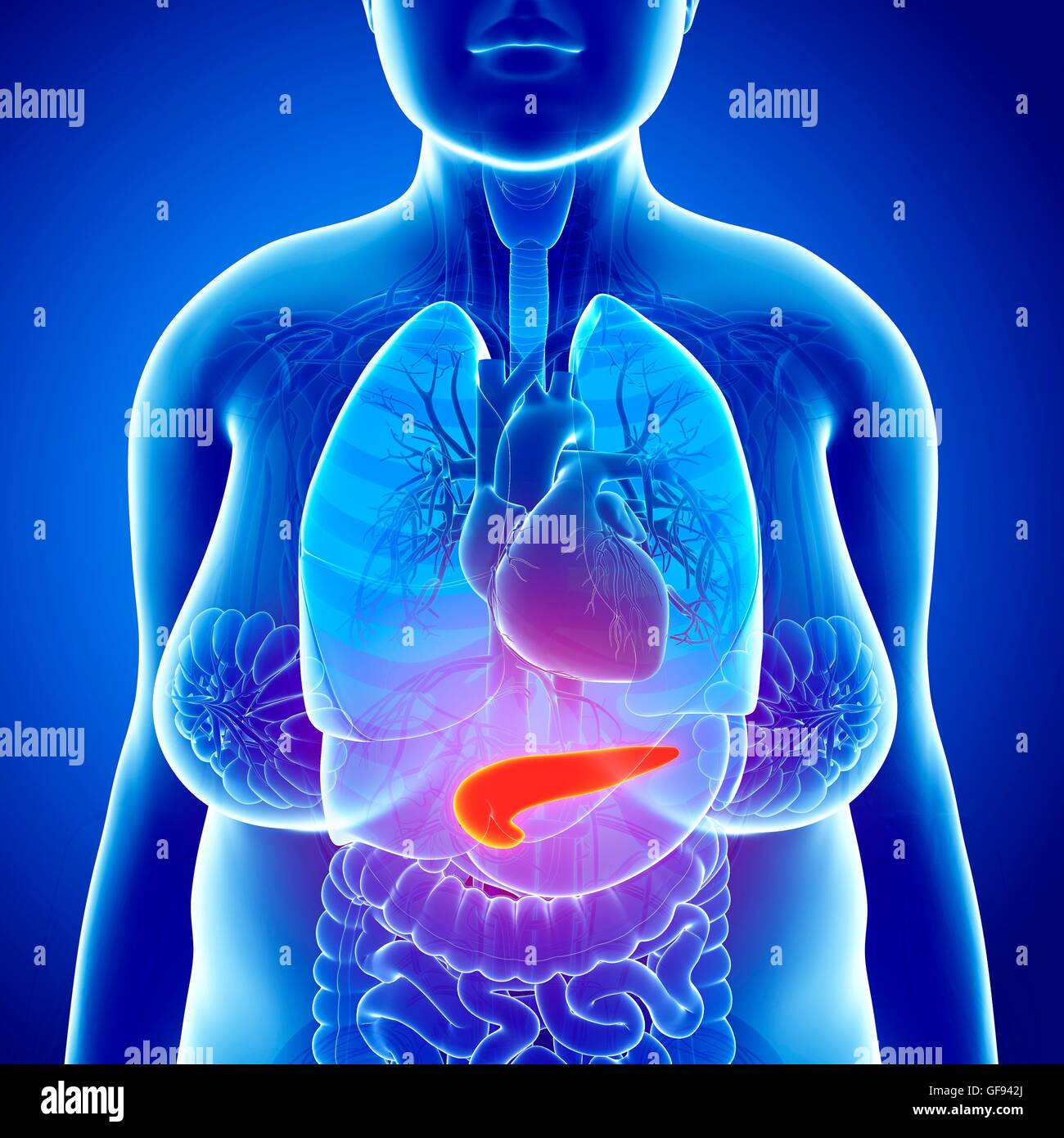 Female pancreas hi-res stock photography and images - Alamy