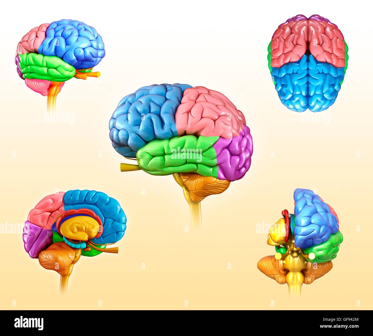 Illustration of human brain anatomy Stock Photo - Alamy