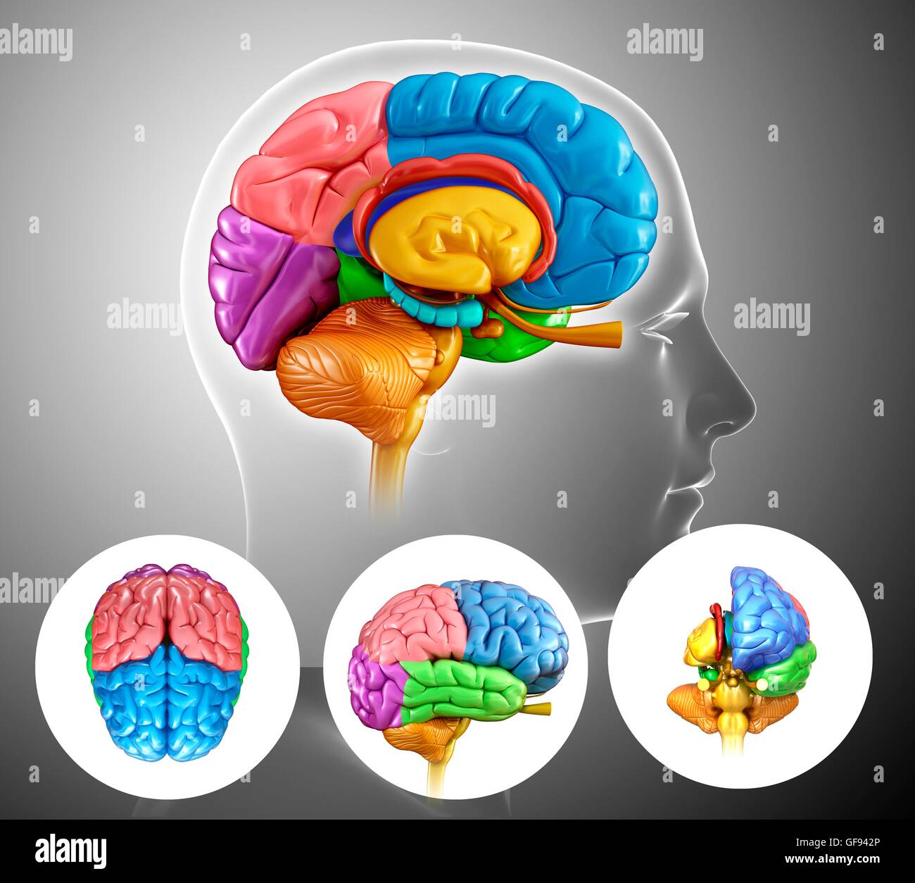 Brain Frontal Section High Resolution Stock Photography and Images - Alamy