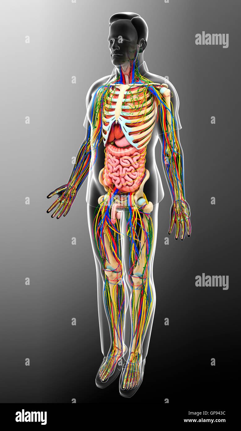 Illustration of male anatomy Stock Photo - Alamy