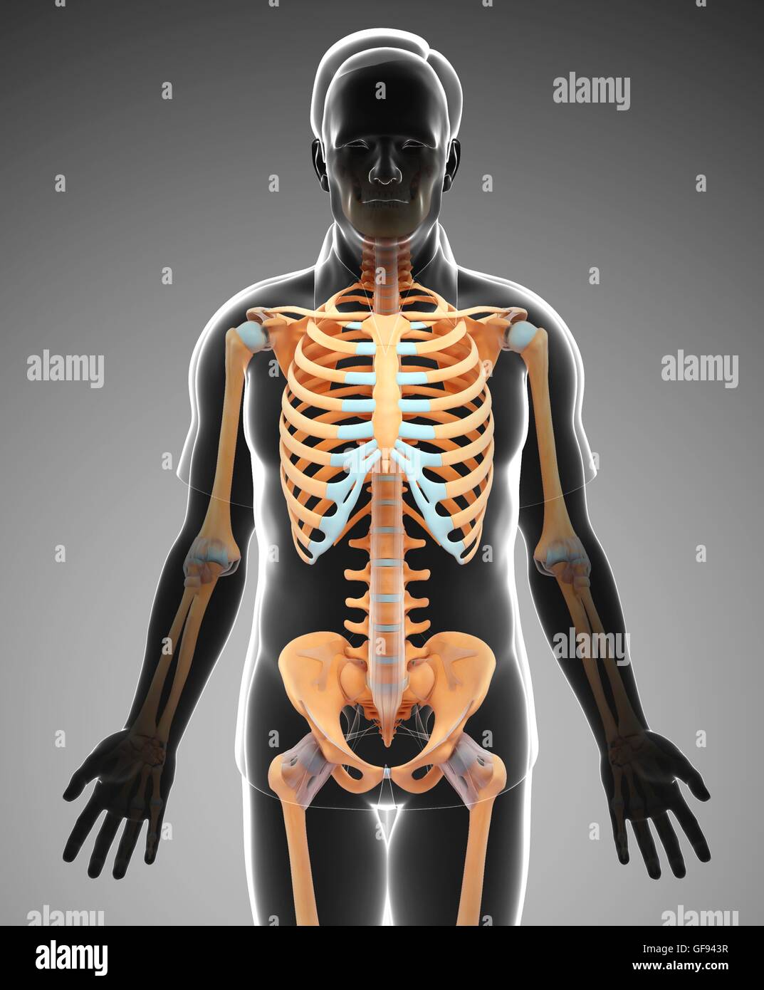 Illustration of male skeletal system Stock Photo - Alamy