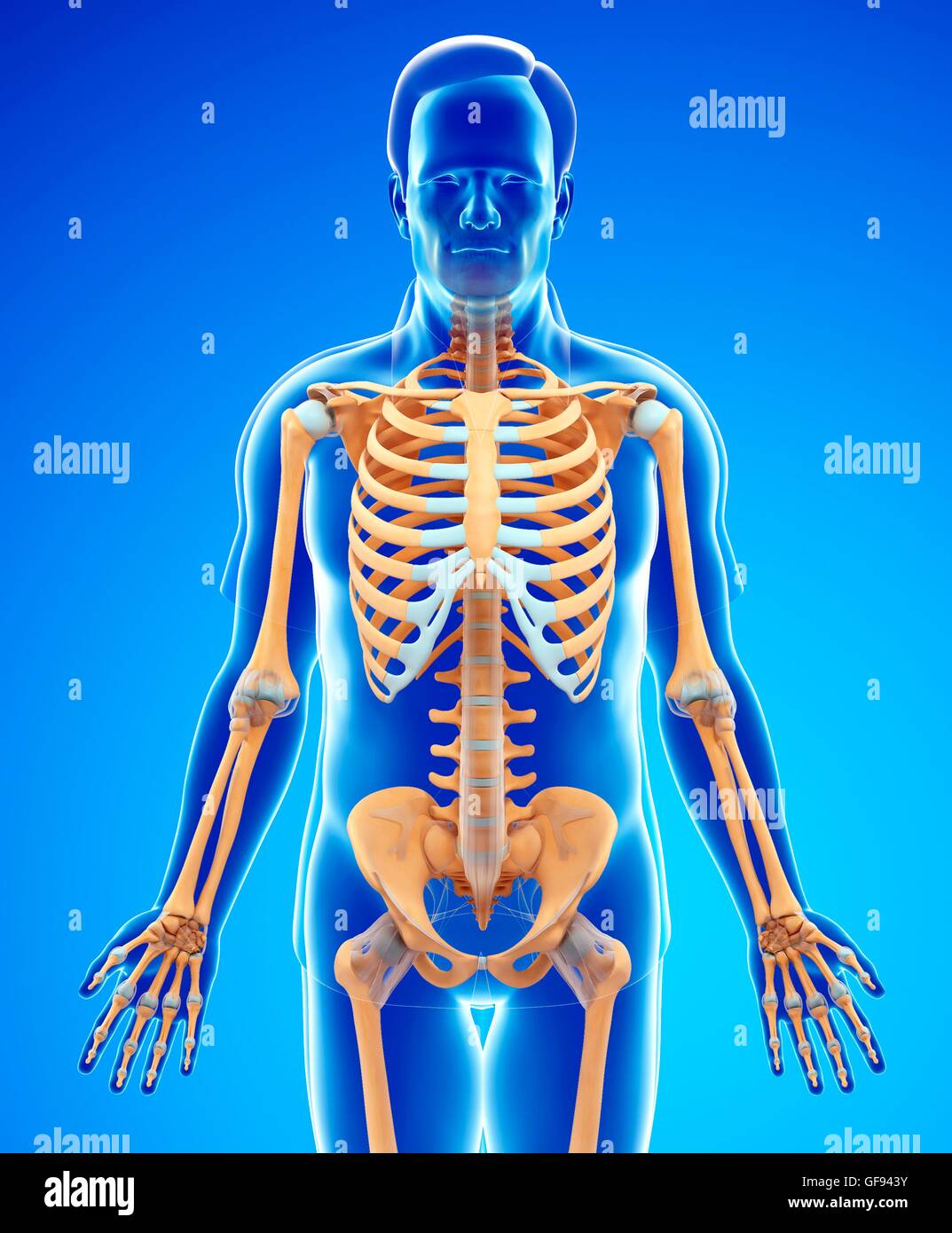 Illustration of male skeletal system Stock Photo - Alamy