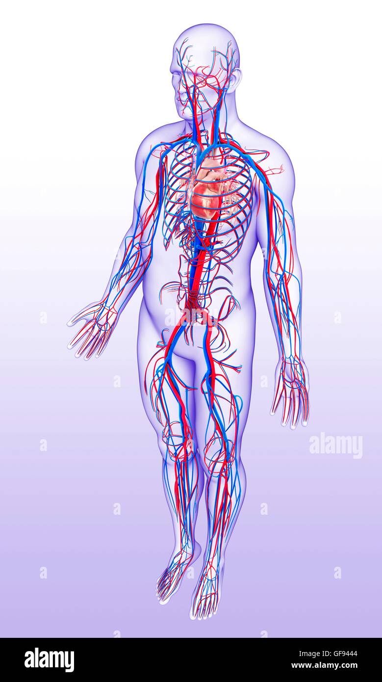 Male circulatory system hi-res stock photography and images - Alamy
