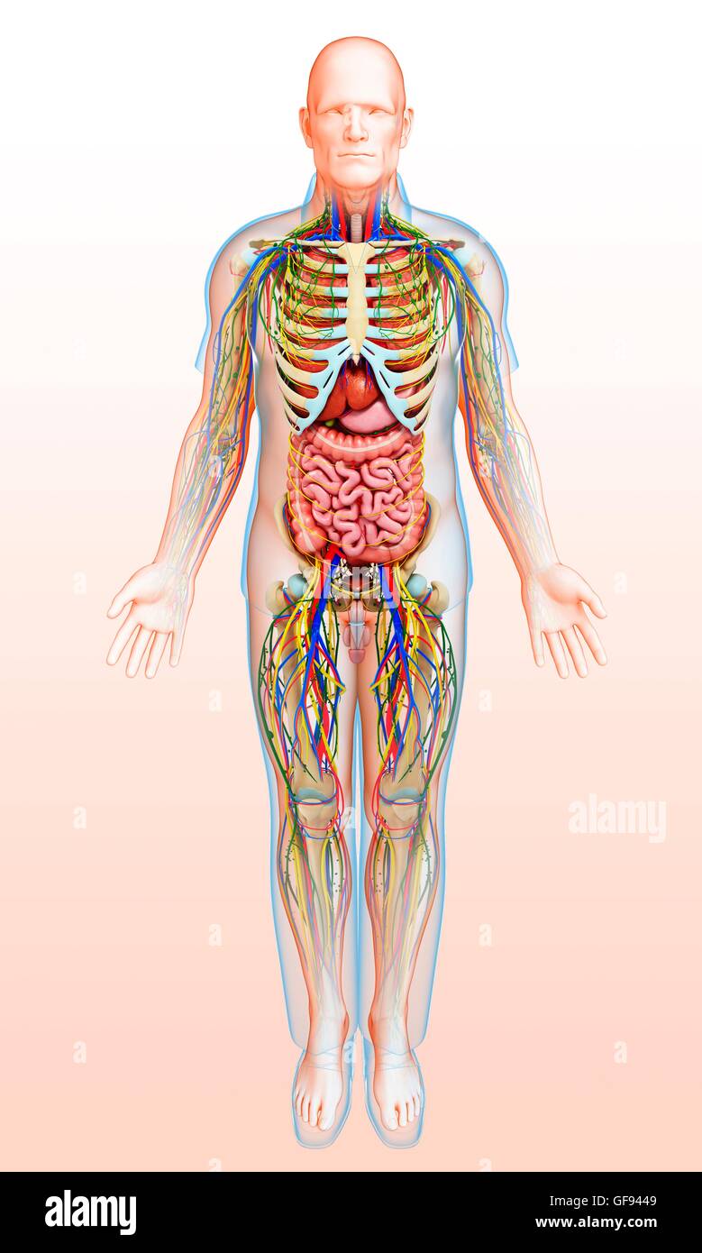 Illustration of male anatomy Stock Photo - Alamy
