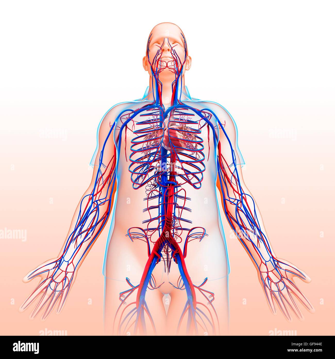 Illustration of male circulatory system Stock Photo - Alamy
