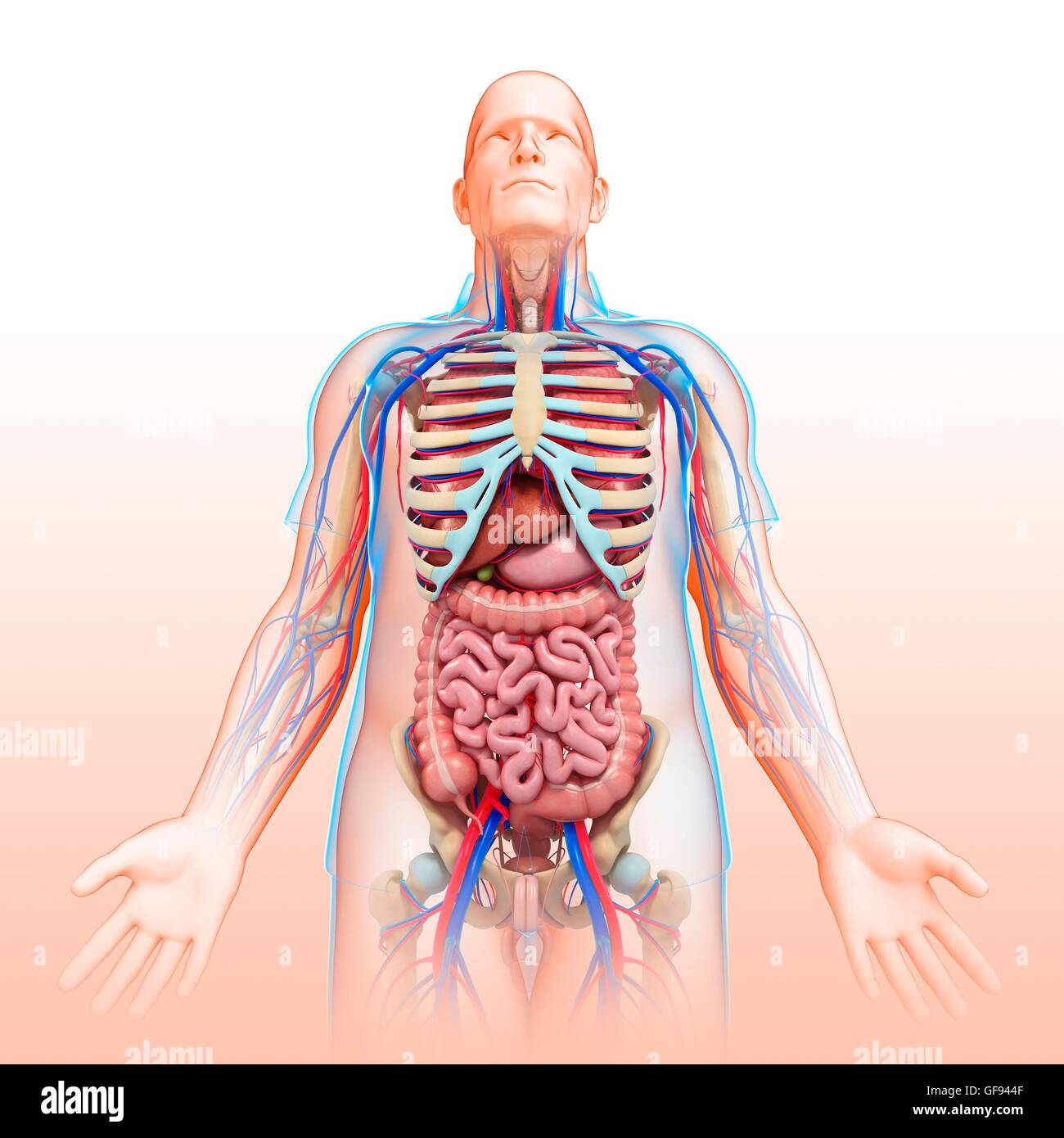 Illustration of male digestive, respiratory, circulatory and skeletal ...