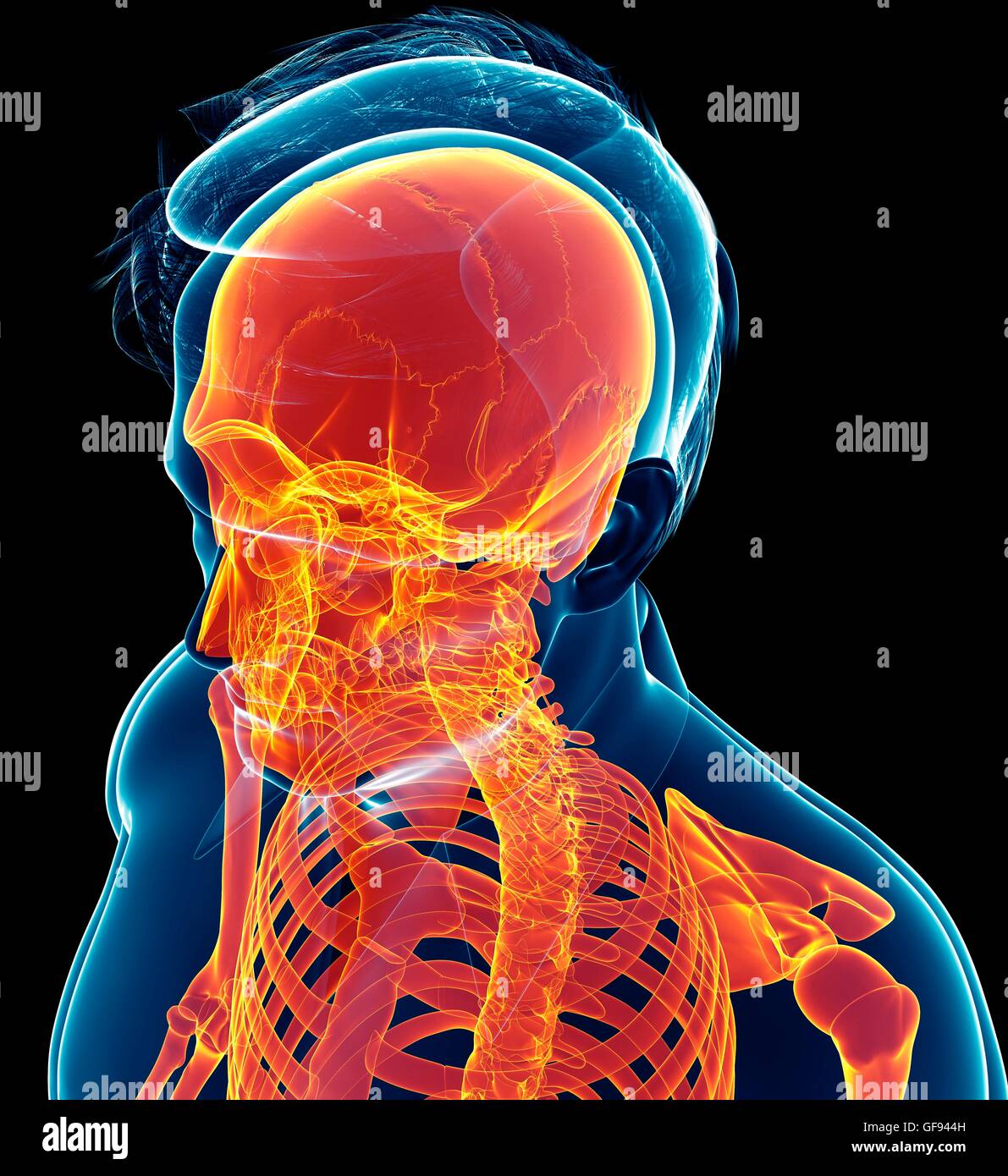 Illustration of male skull Stock Photo - Alamy