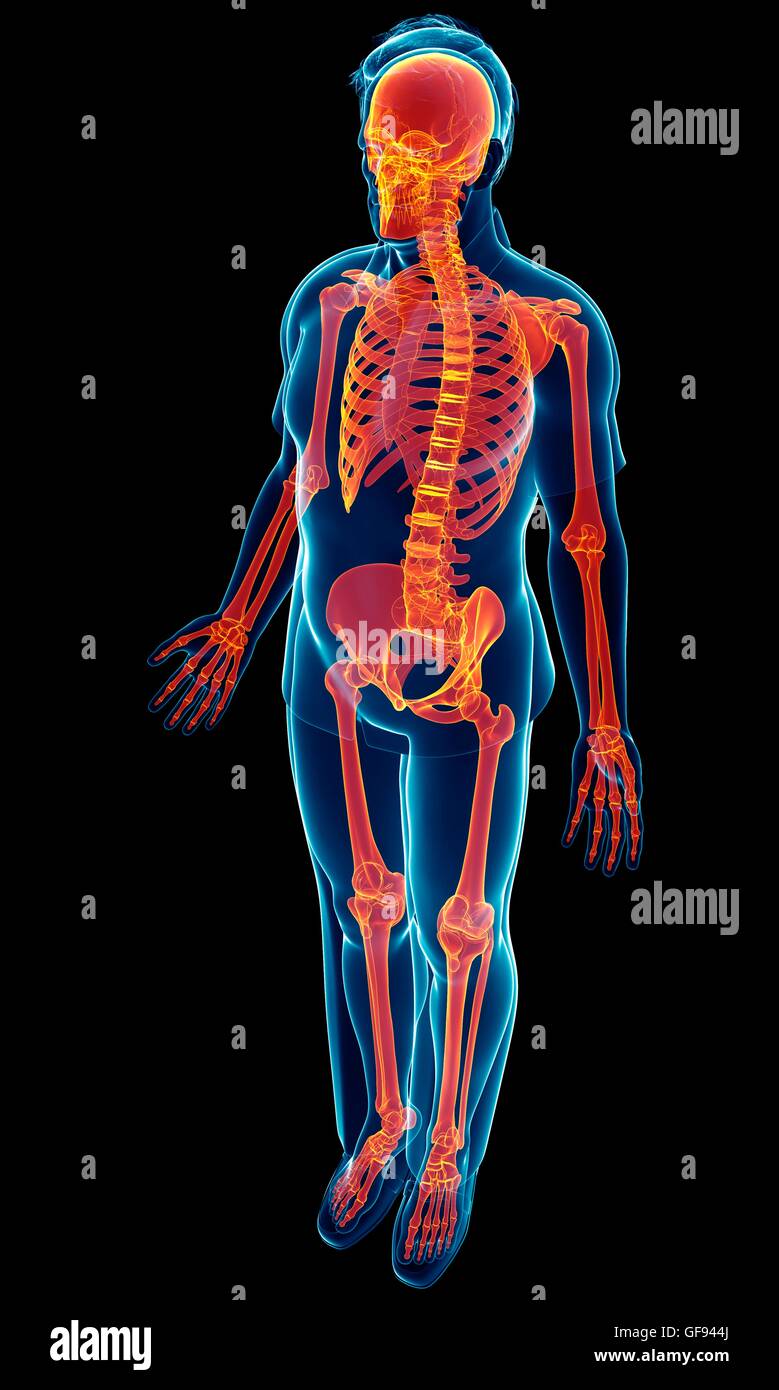Illustration of male skeletal system Stock Photo - Alamy