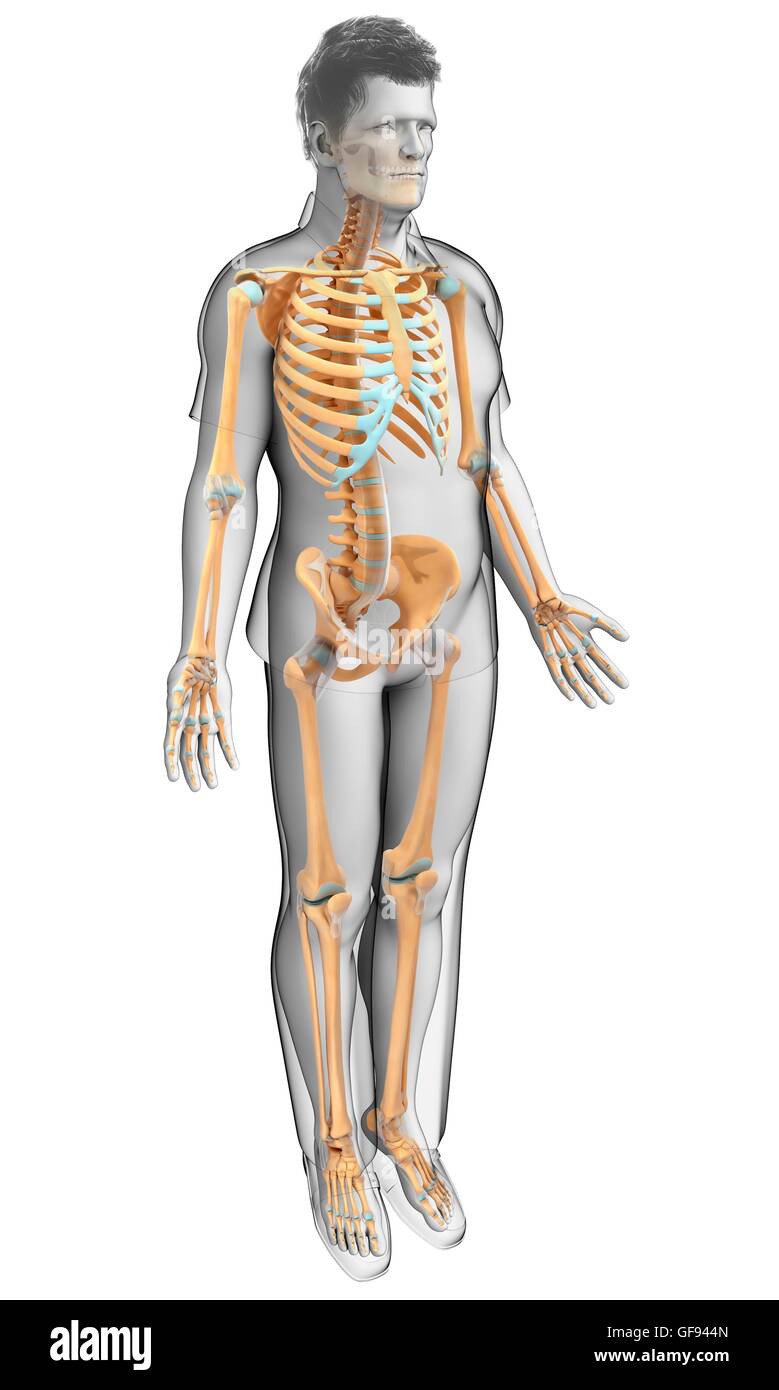 Illustration of male skeletal system Stock Photo - Alamy