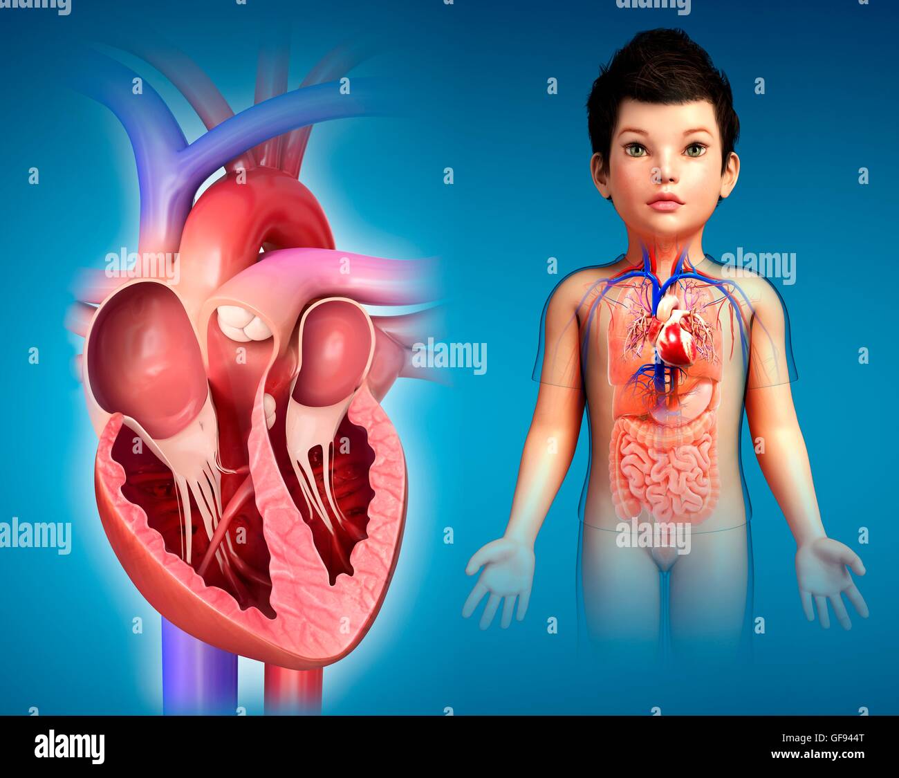 Heart chambers hi-res stock photography and images - Alamy