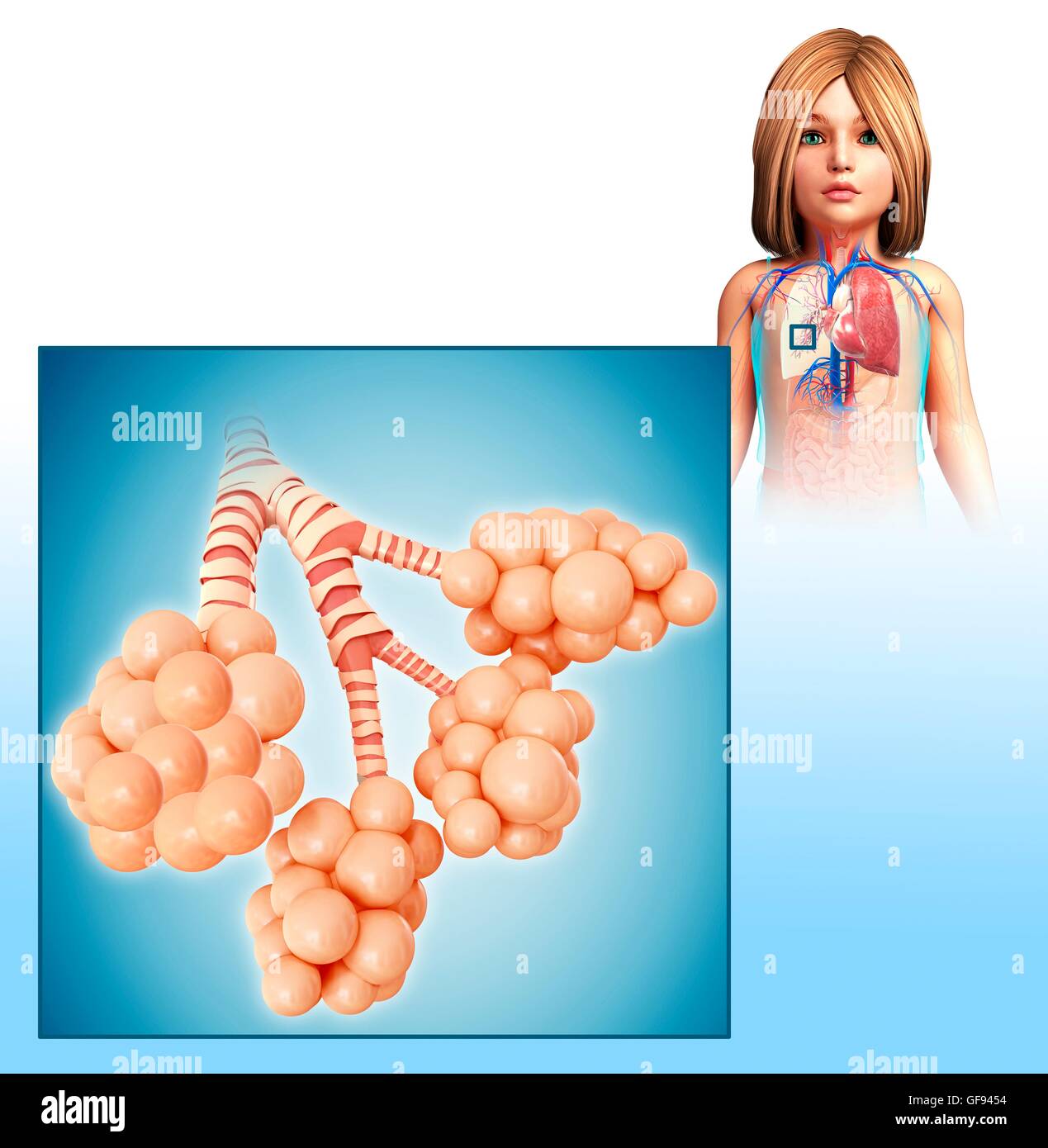 Illustration of child's alveoli Stock Photo - Alamy