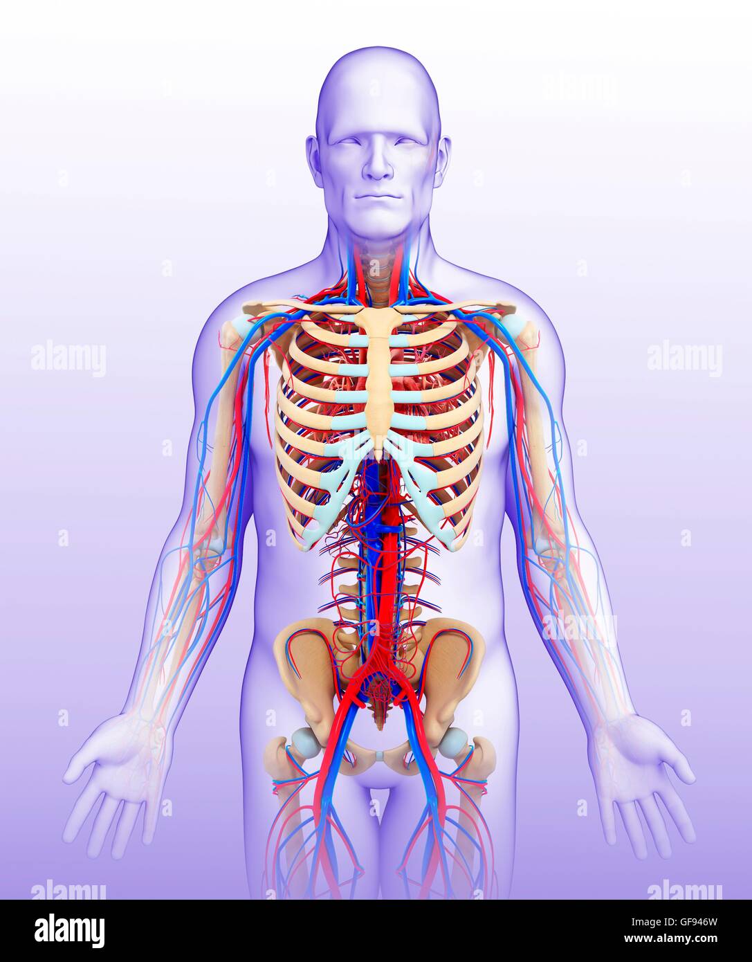 Illustration of male skeletal and circulatory system Stock Photo - Alamy