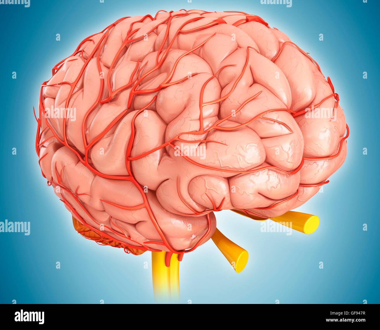 Illustration of human brain Stock Photo - Alamy