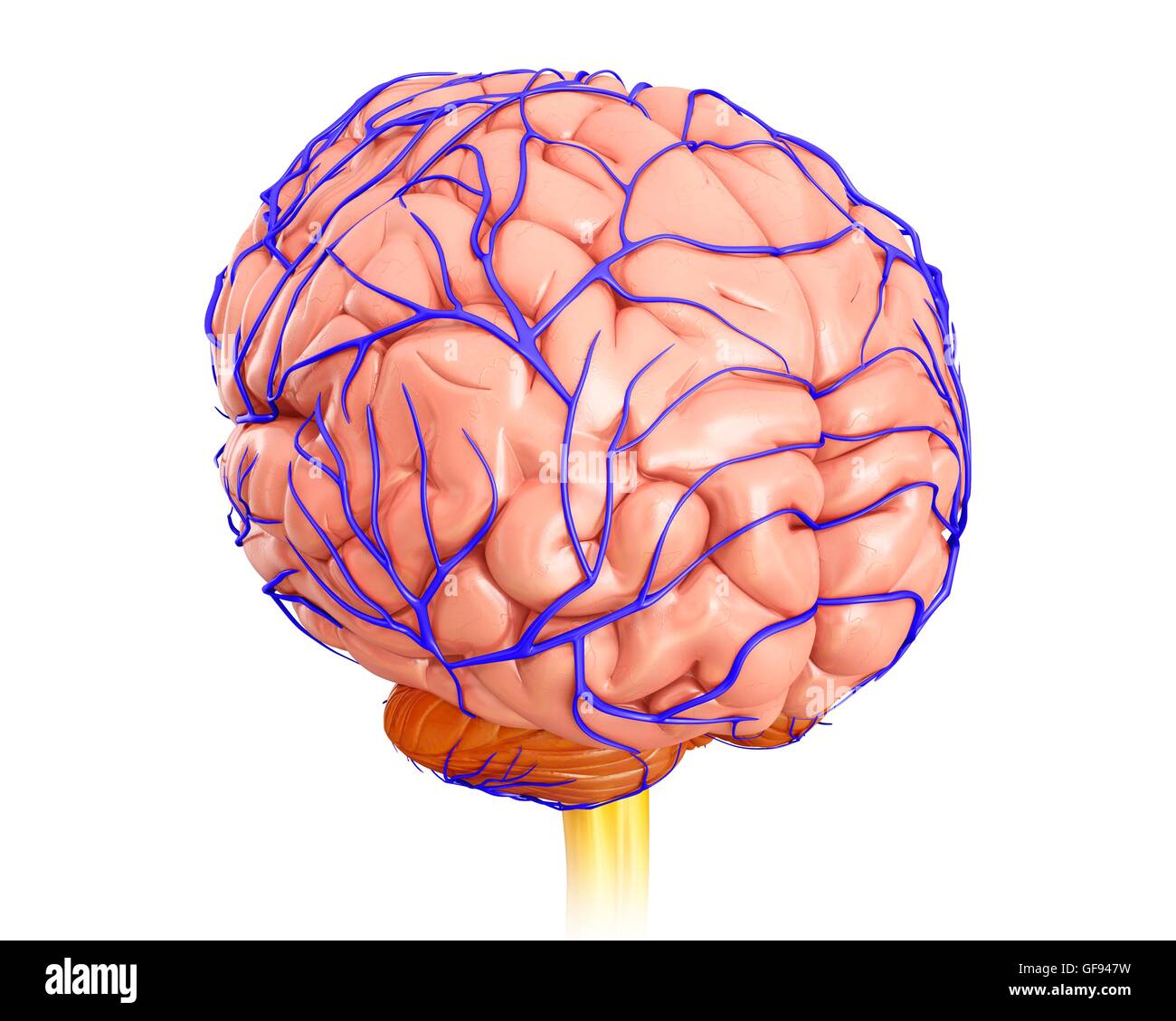 Illustration of human brain anatomy Stock Photo - Alamy