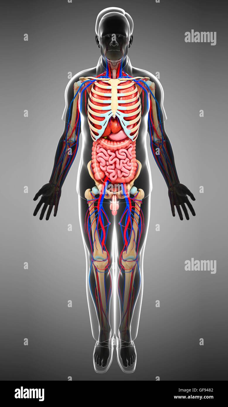 Illustration of male anatomy Stock Photo - Alamy
