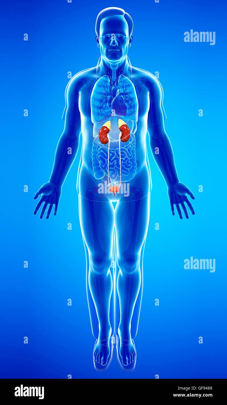 Male urinary system kidneys hi-res stock photography and images - Alamy