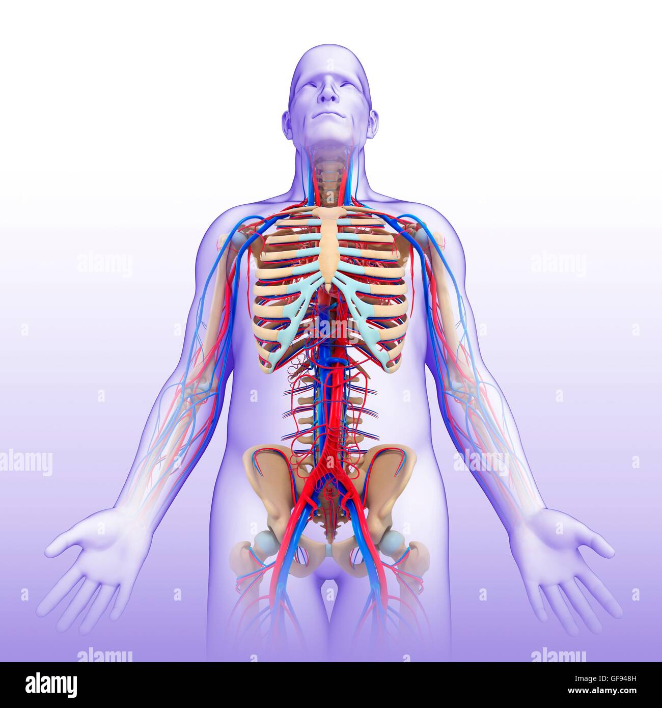 Illustration of male skeletal and circulatory systems Stock Photo - Alamy