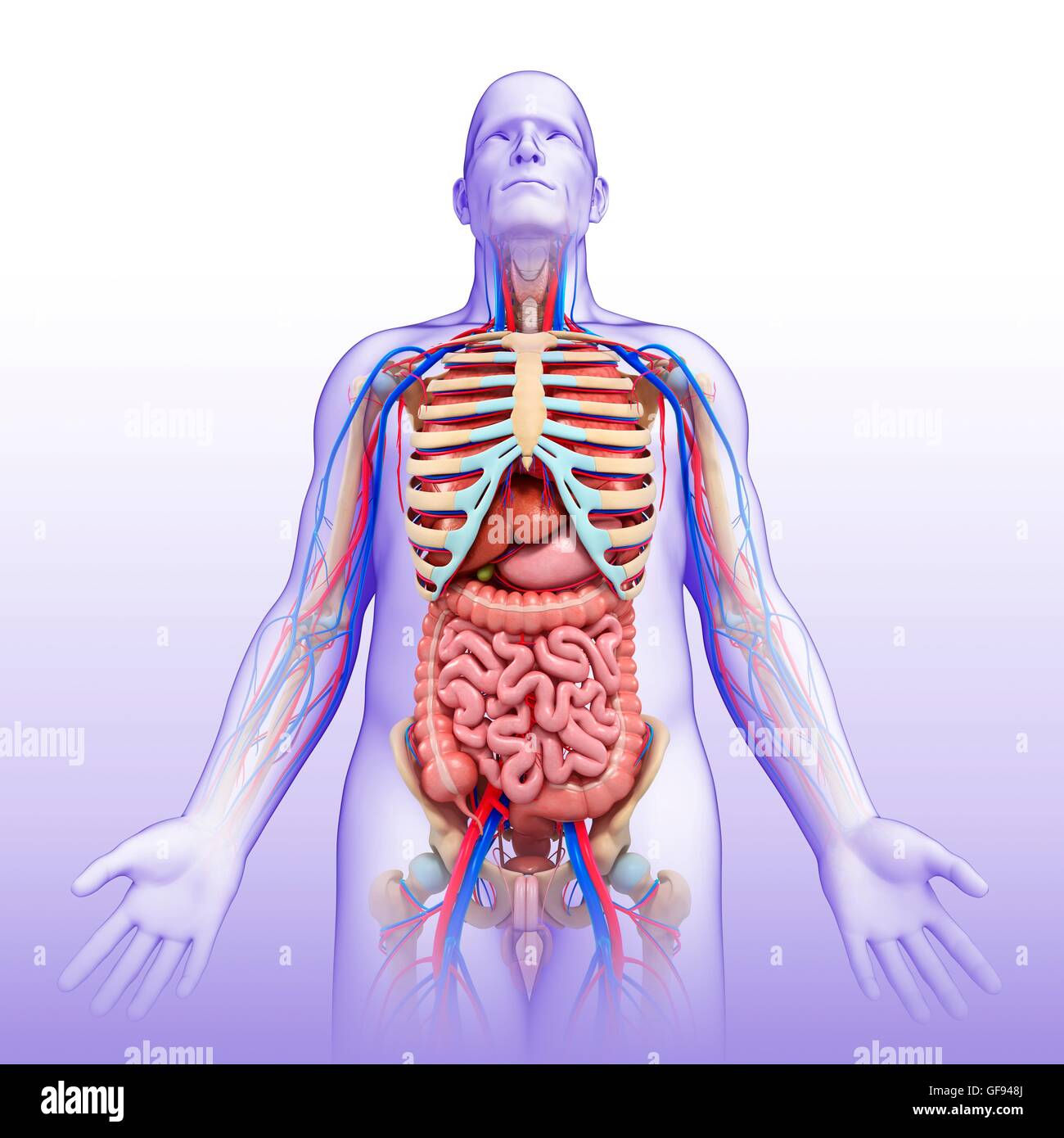Illustration of male digestive, circulatory and skeletal systems Stock ...