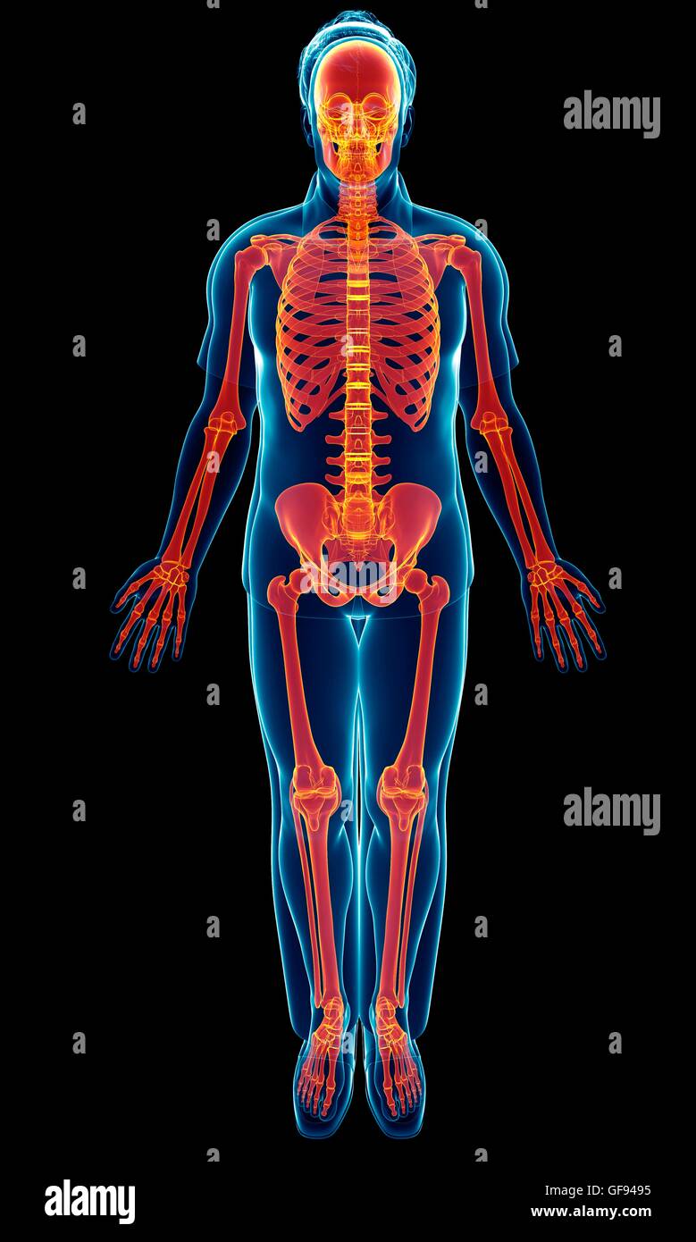 Illustration of male skeletal system Stock Photo - Alamy
