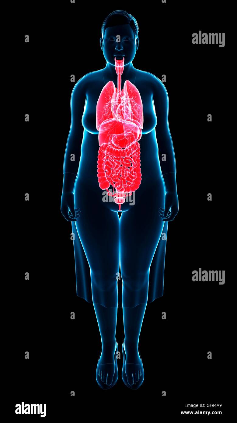 Illustration of female internal anatomy Stock Photo - Alamy