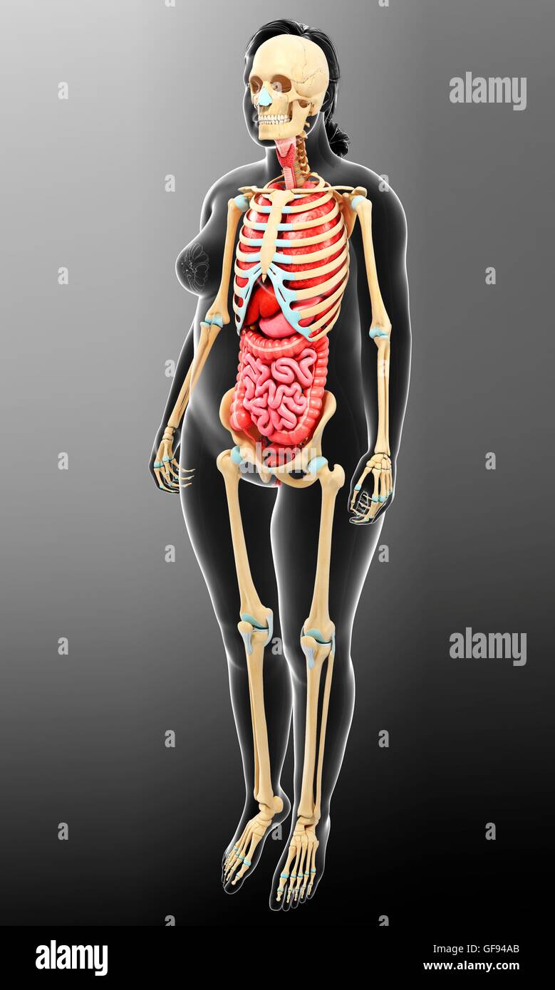 Illustration of female digestive and skeletal system Stock Photo - Alamy
