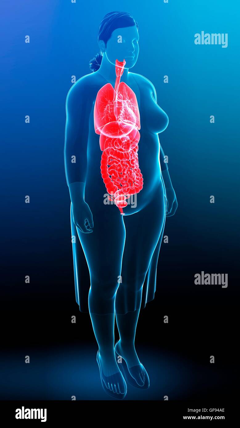 Illustration of female internal anatomy Stock Photo - Alamy