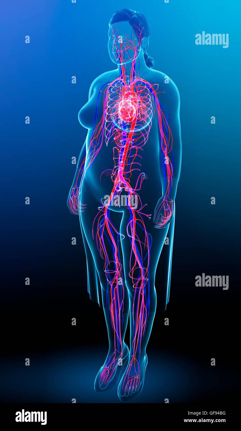 Illustration of female cardiovascular system Stock Photo - Alamy