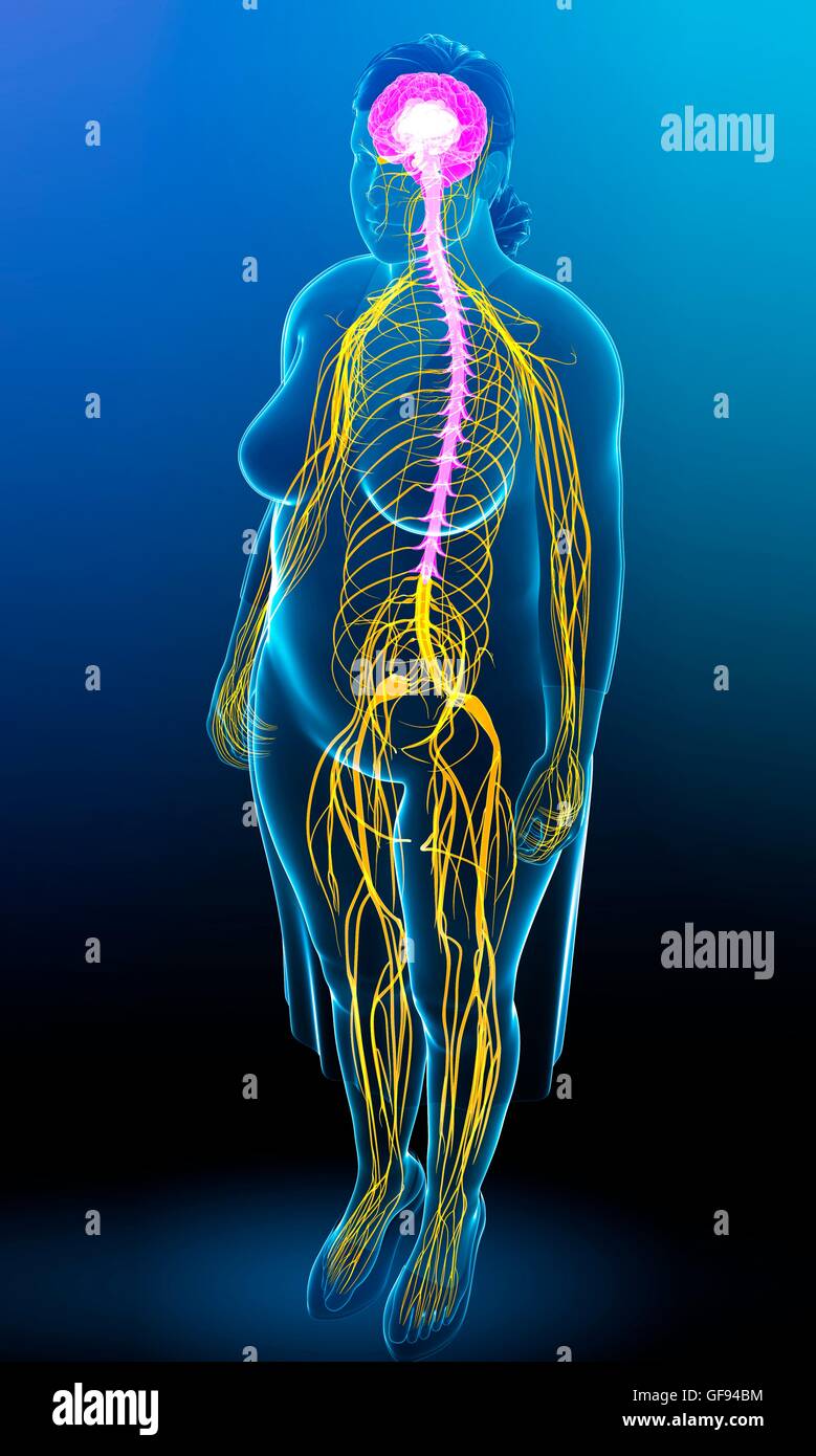 Illustration of female nervous system Stock Photo - Alamy